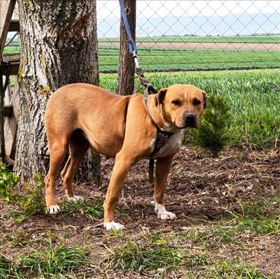 Pit bul terijer, štene
