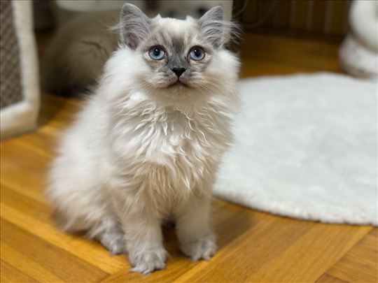 Scottish Straight Longhair , mače