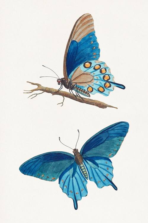 Leptir - Američka entomologija, ili Opisi insekata Severne Amerike (oko 1824–1828)