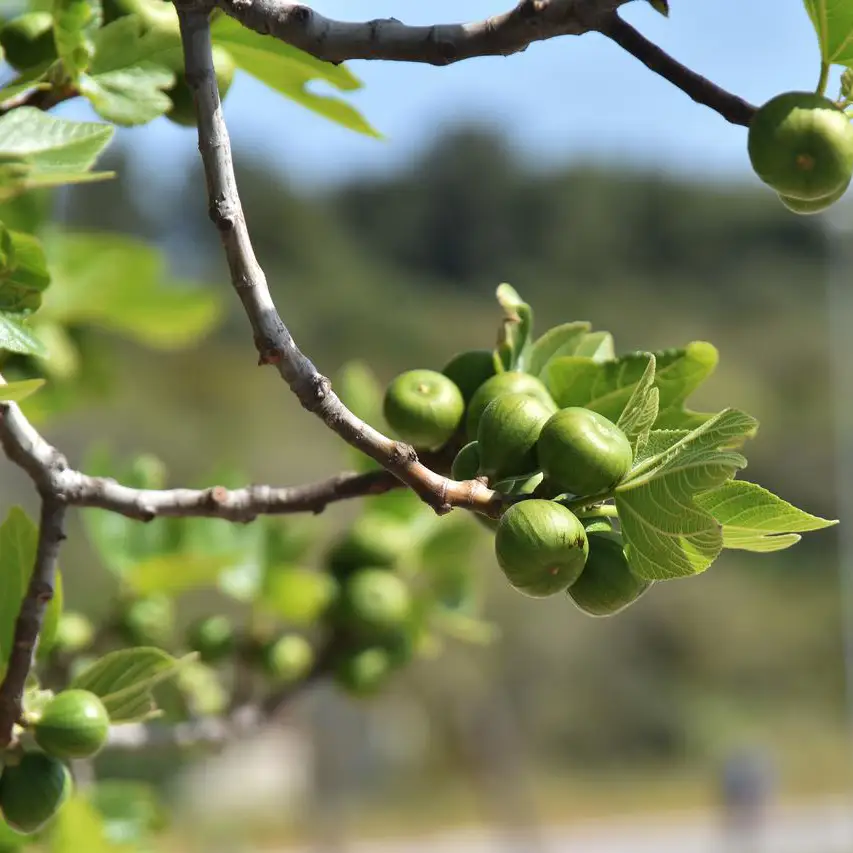 Čaj od lista smokve