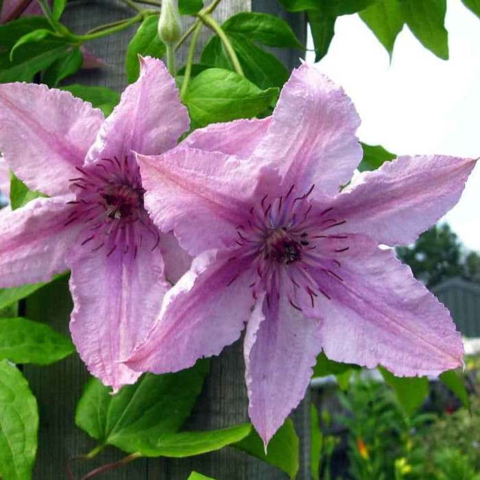 Clematis Hagley Hybrid