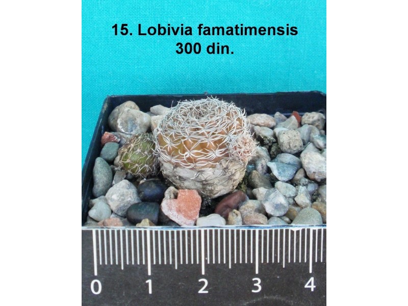 Lobivia famatimensis