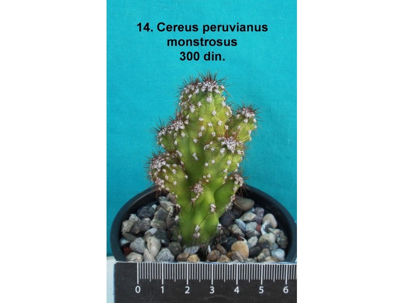 Cereus peruvianus monstrosus