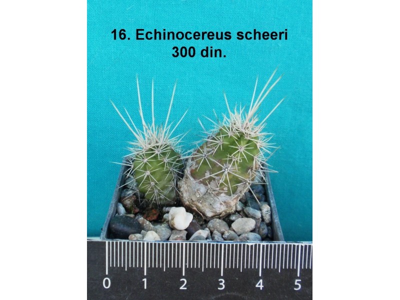 Echinocereus scheeri