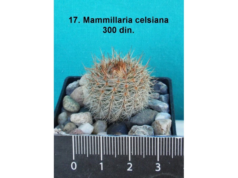 Mammillaria celsiana