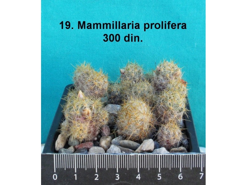 Mammillaria prolifera