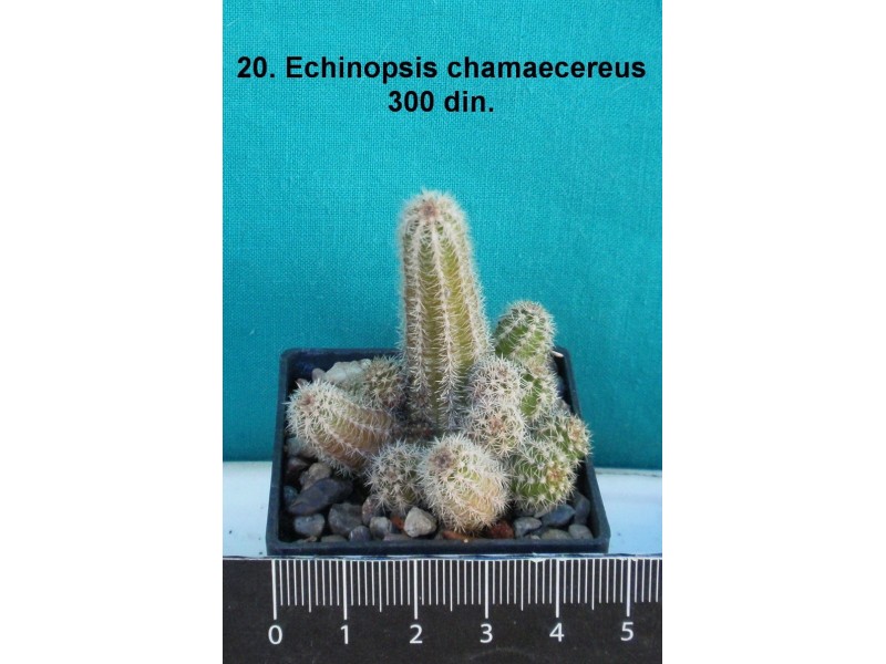 Echinopsis chamaecereus