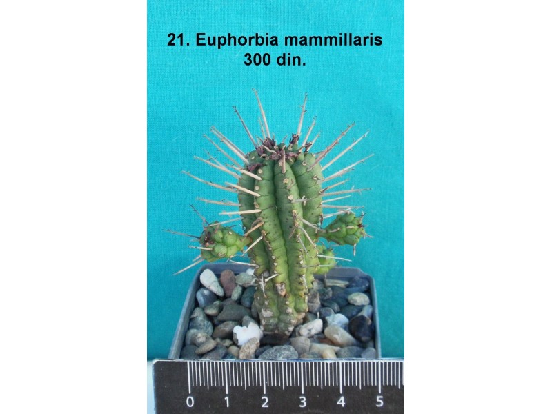 Euphorbia mammillaris