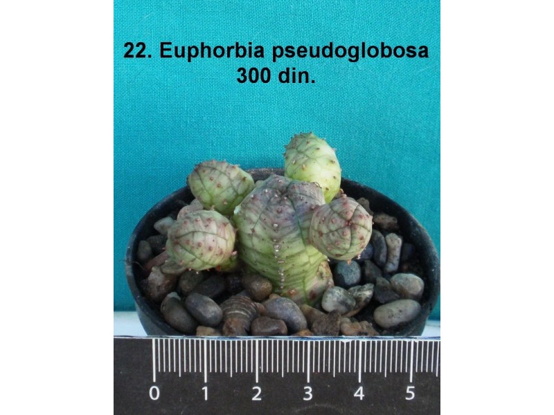 Euphorbia pseudoglobosa