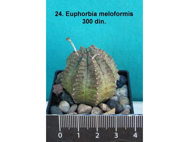 Euphorbia meloformis