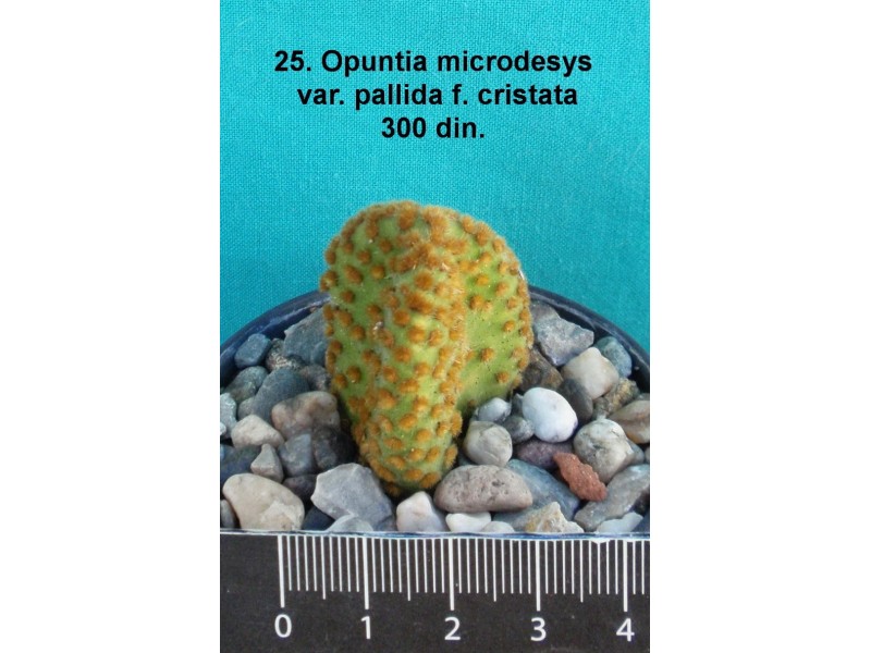 Opuntia microdesys var. pallida f. cristata
