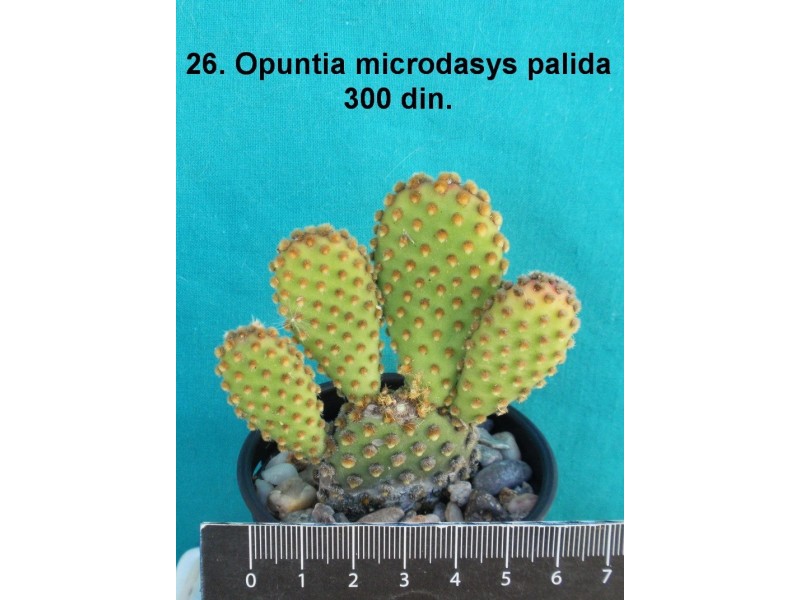 Opuntia microdasys palida