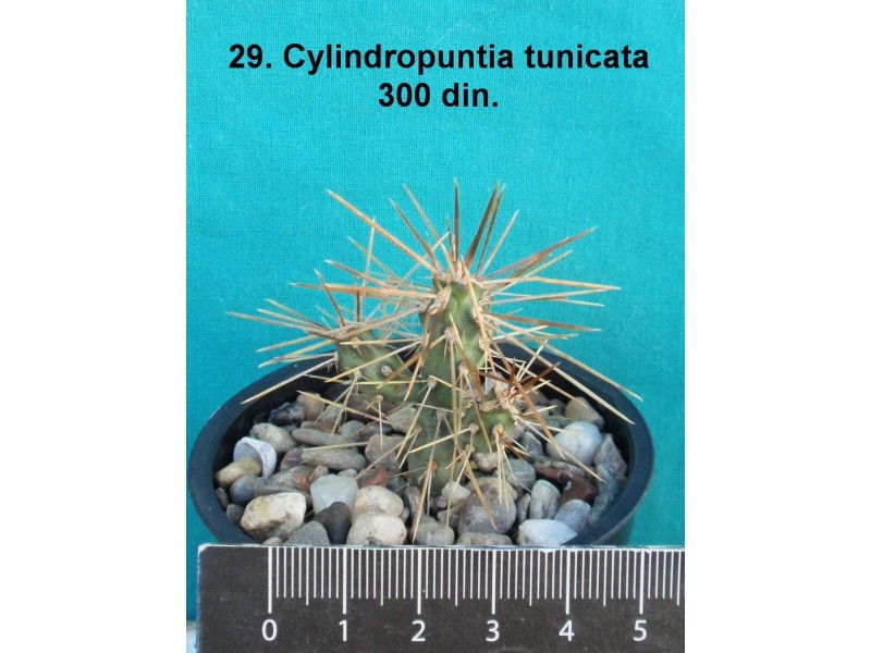 Cylindropuntia tunicata