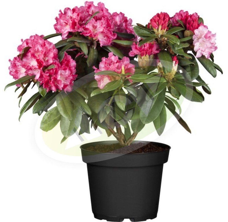 RODODENDRON U SAKSIJI NA STAPU