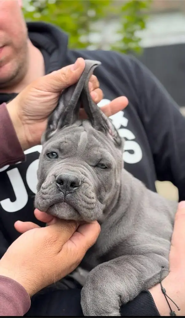 Cane Corso stenci