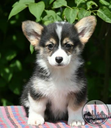 Velski korgi/Welsh Corgi Pembroke štenci