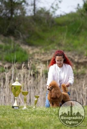 Crveni toy mužjak dostupan za parenje