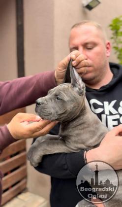 Cane Corso stenci
