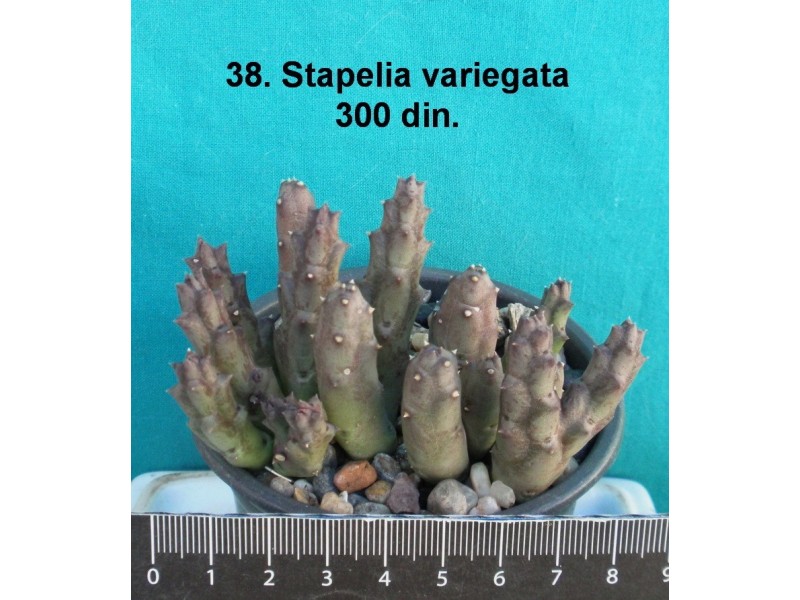 Stapelia variegata