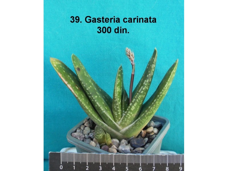 Gasteria carinata