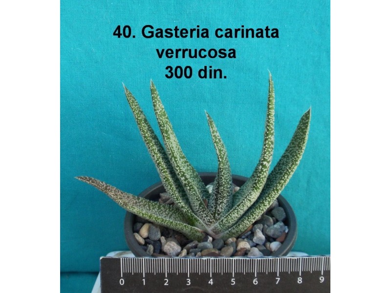 Gasteria carinata verrucosa