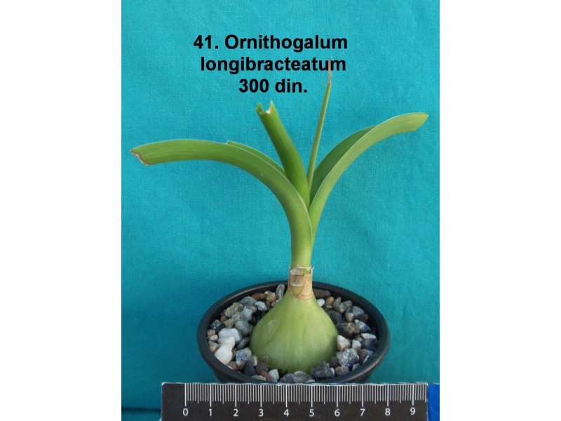 Ornithogalum longibracteatum