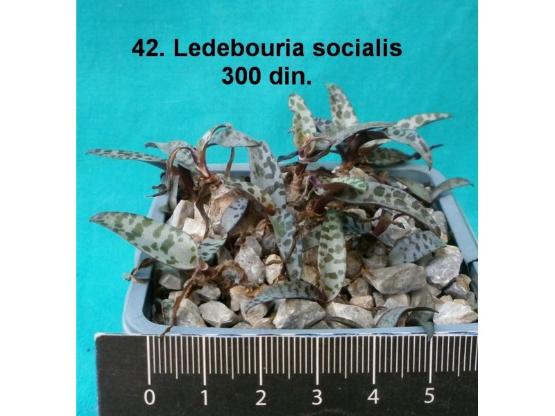 Ledebouria socialis