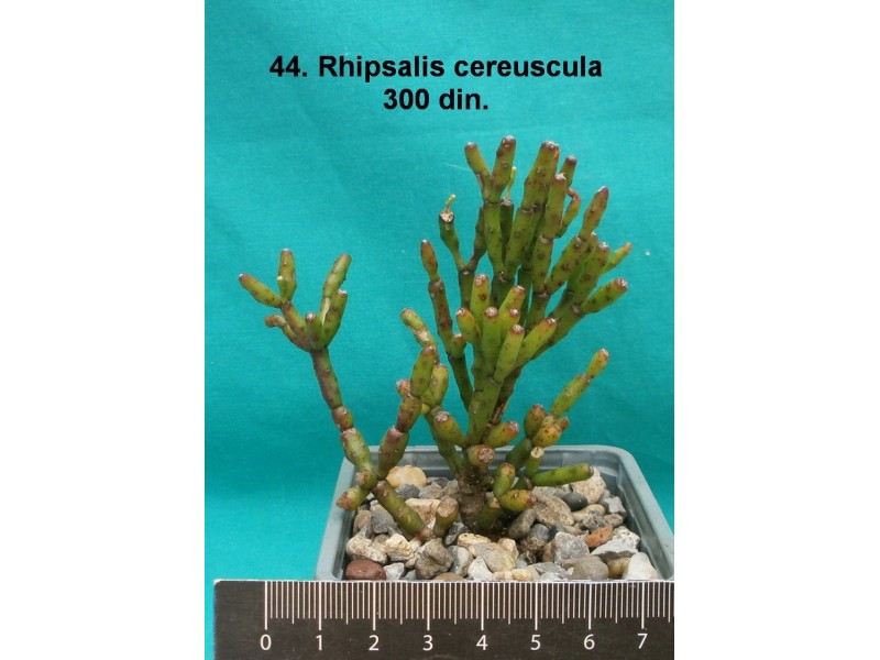 Rhipsalis cereuscula