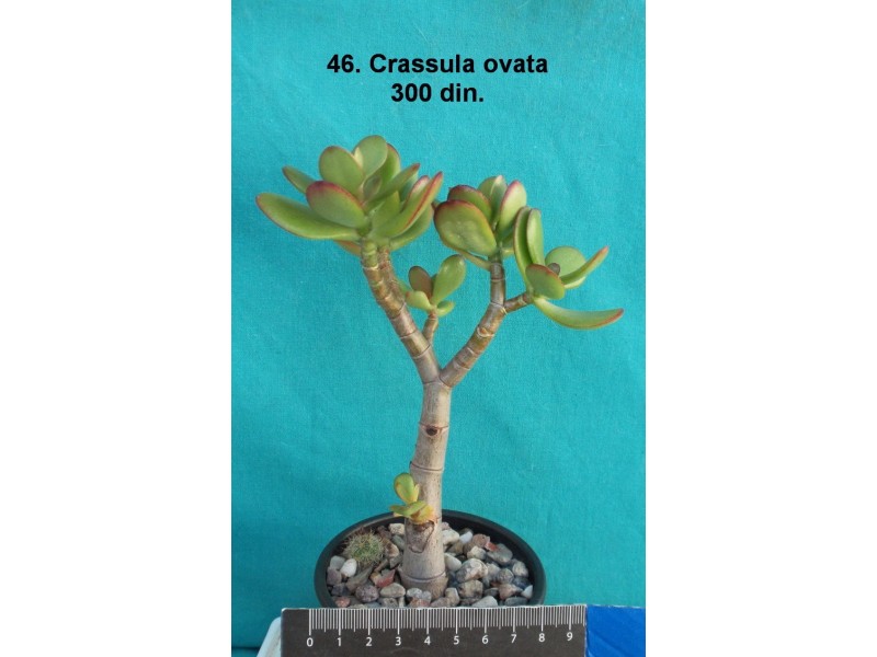 Crassula ovata
