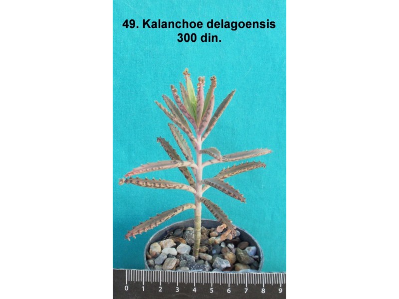 Kalanchoe delagoensis