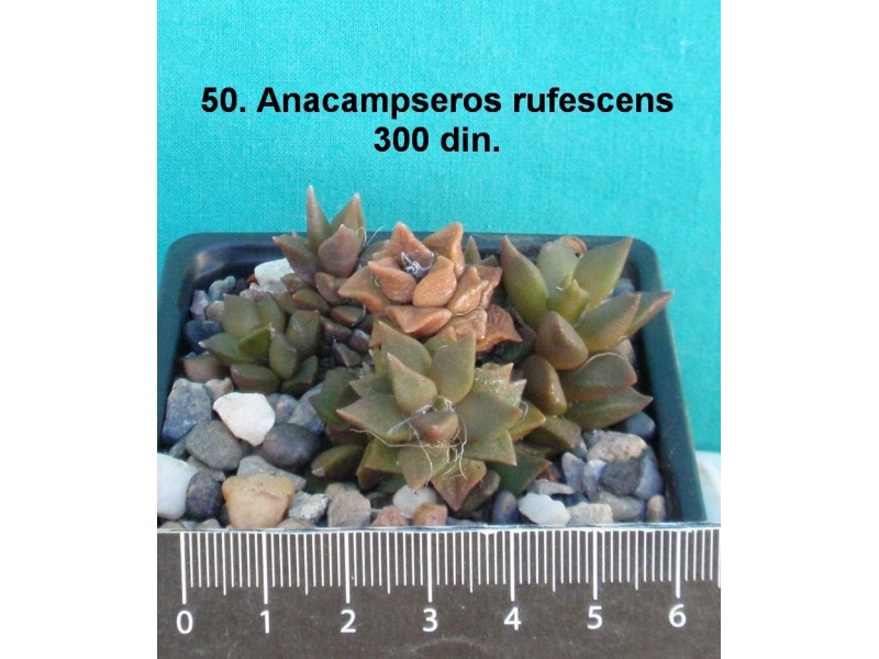 Anacampseros rufescens