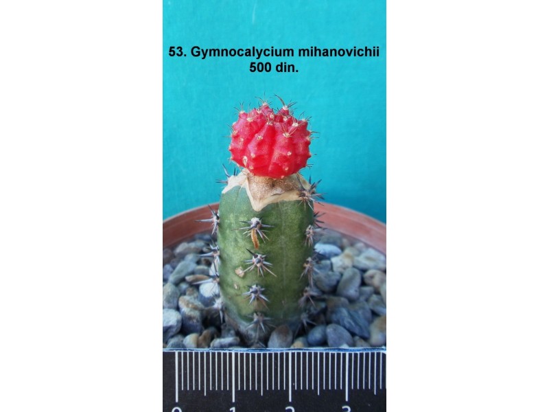 Gymnocalycium mihanovichii