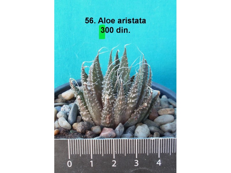 Aloe aristata