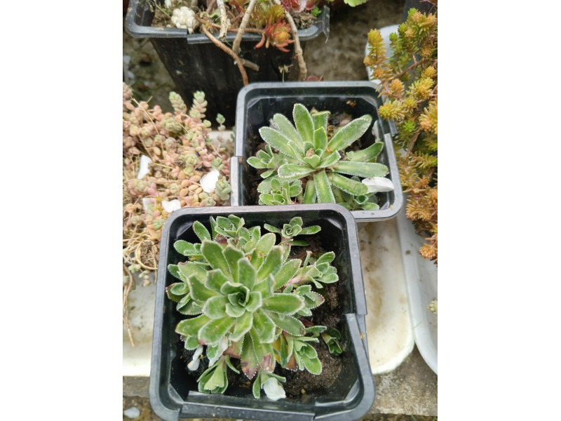 Saxifraga cotyledon