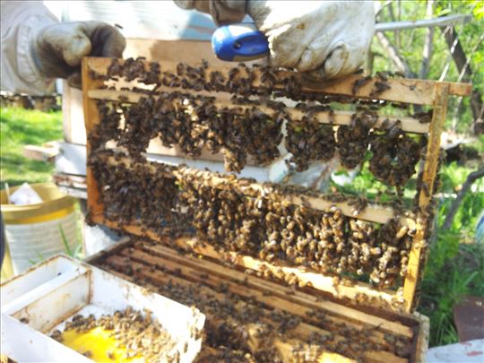 Matice prodajem 2026. Pancevo