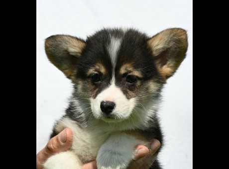 Velski korgi/Welsh Corgi Pembroke