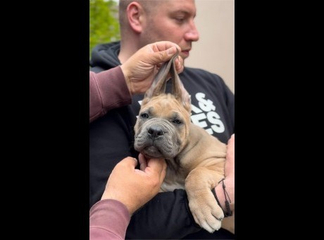 CANE CORSO prelepi štenci