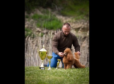 Crveni toy mužjak dostupan za parenje
