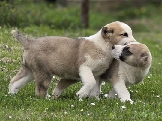 Srednjeazijski ovčar, štene