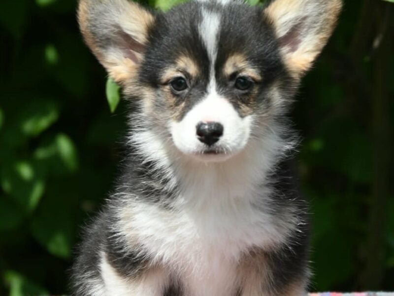 Velski korgi/Welsh Corgi Pembroke štenci