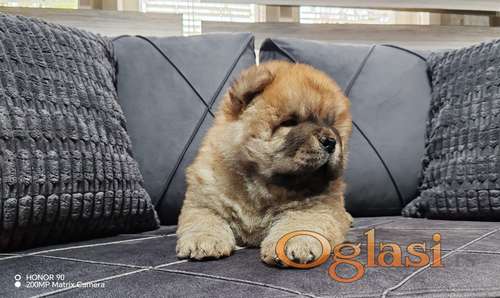 Chow chow