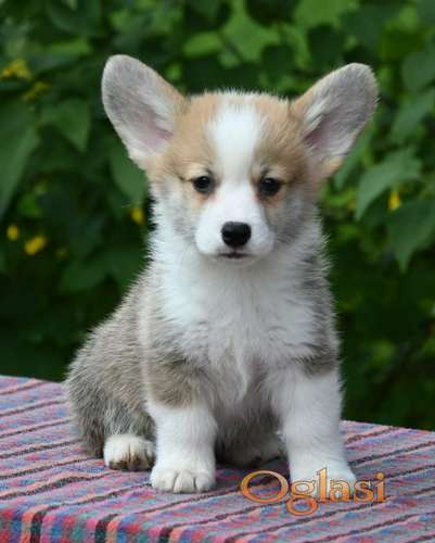 Velski korgi/Welsh Corgi Pembroke štenci