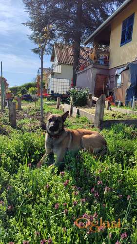 Poklanja se malinoa mužjak