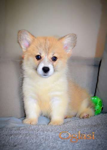 Welsh corgi Pembrok- Velški korgi štenci