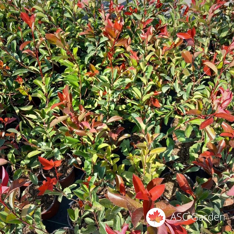 Photinia Red Robin 40-70 cm