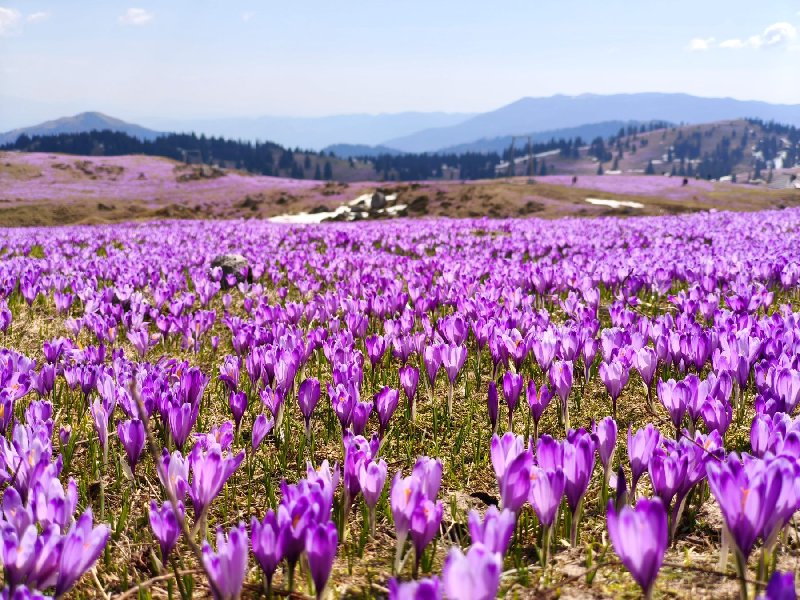 Traži se žena za rad u Ljubljani