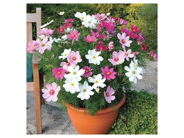Kozmeja niska mix (500 semenki) Cosmos Bipinnatus Dwarf