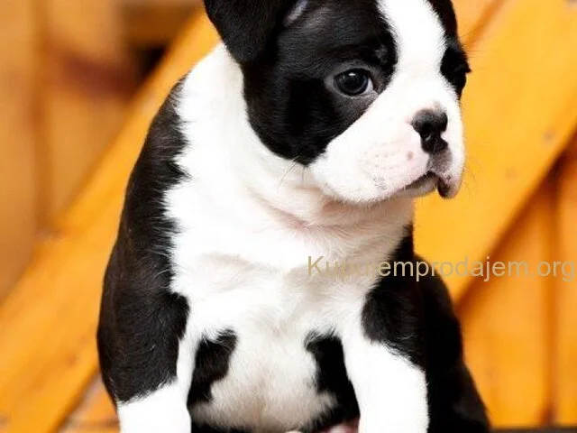 Boston terrier stenad