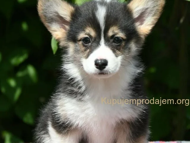 Velški korgi/Welsh Corgi Pembroke