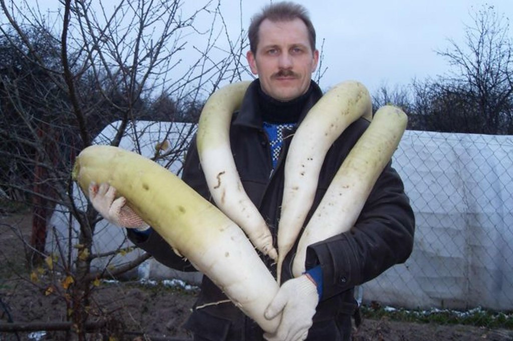 Daikon Dzinovska Duga Bela Japanska Rotkvica Seme